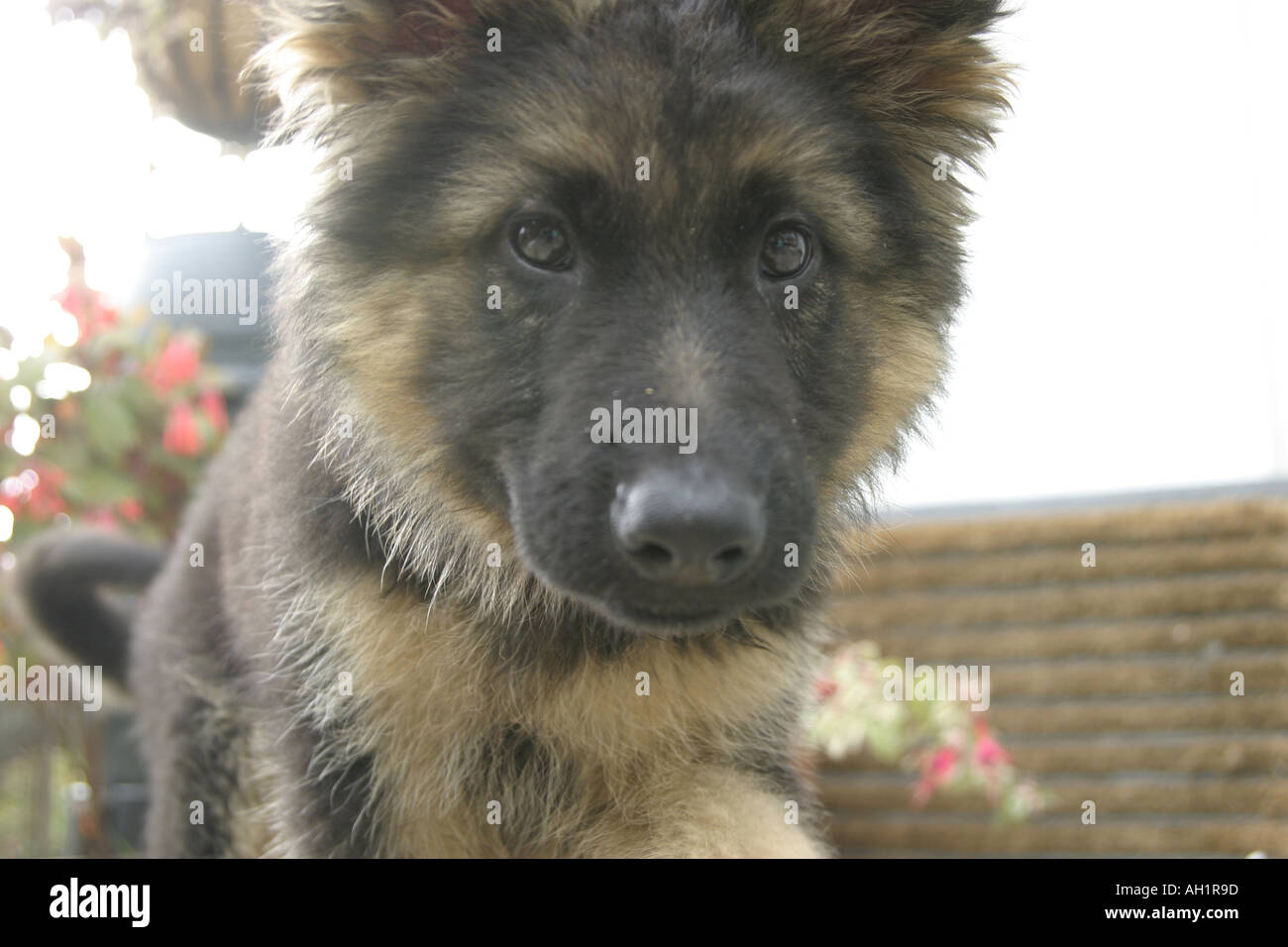 Shepard boy hi-res stock photography and images - Alamy