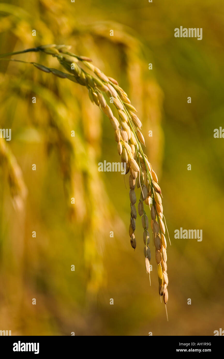 Ripe heads of rice in the Sacramento Valley, California Stock Photo - Alamy