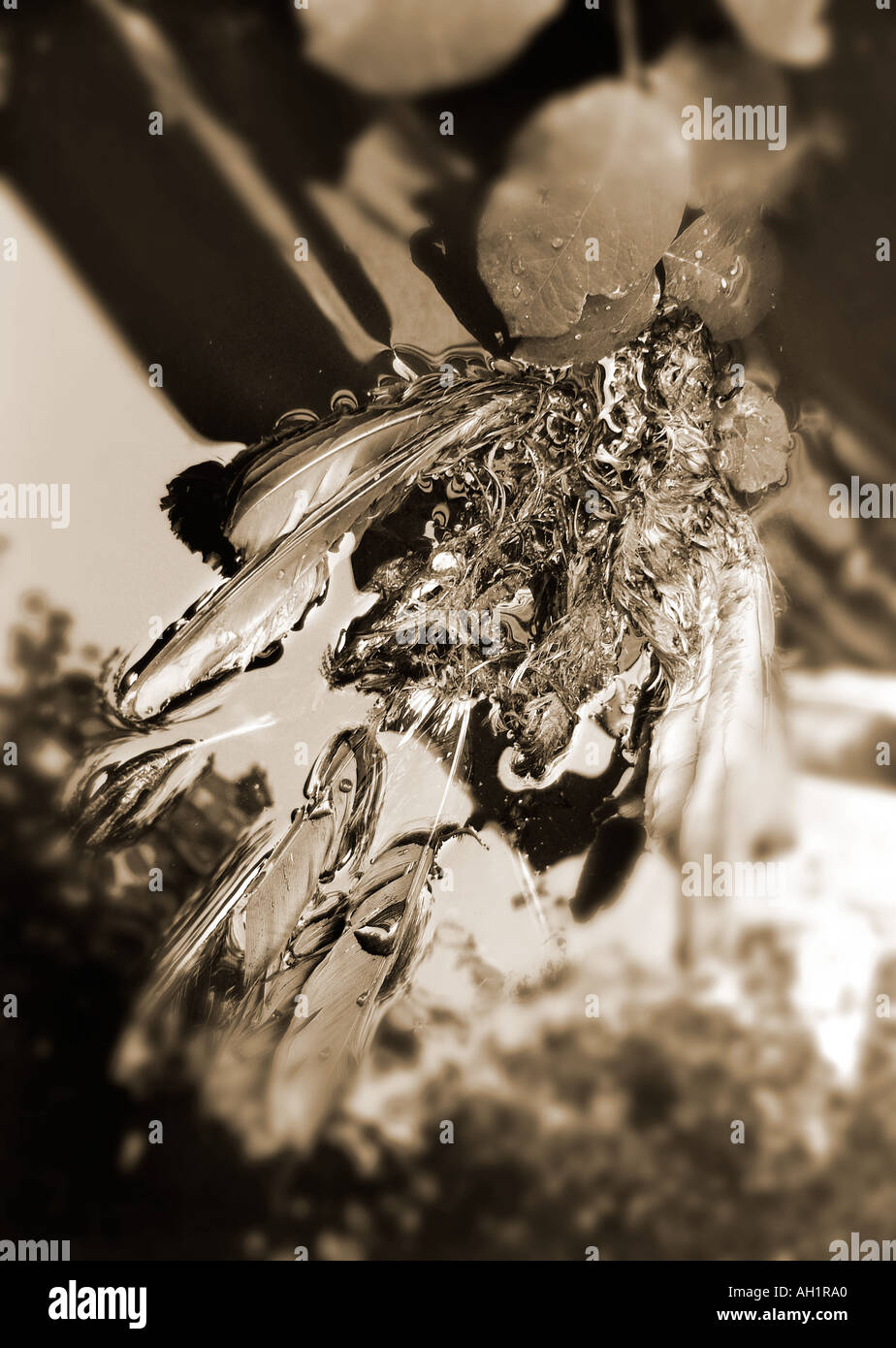 Drowning birds hi-res stock photography and images - Alamy