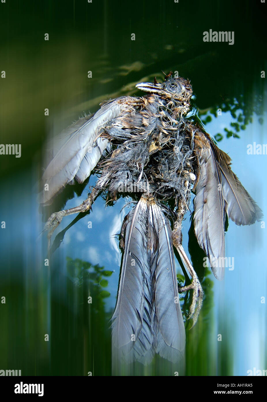 Drowned corpse hi-res stock photography and images - Alamy