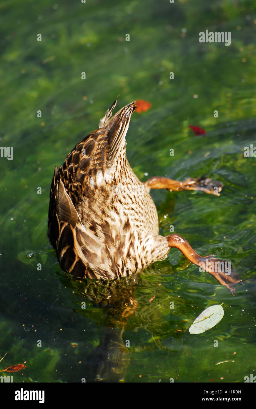 Fliping the bird hi-res stock photography and images - Alamy