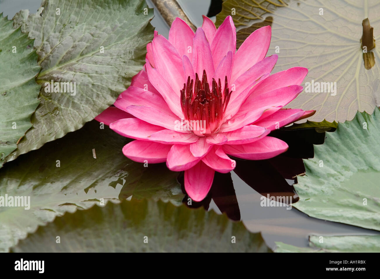 Lily Barbados Caribbean High Resolution Stock Photography and Images ...
