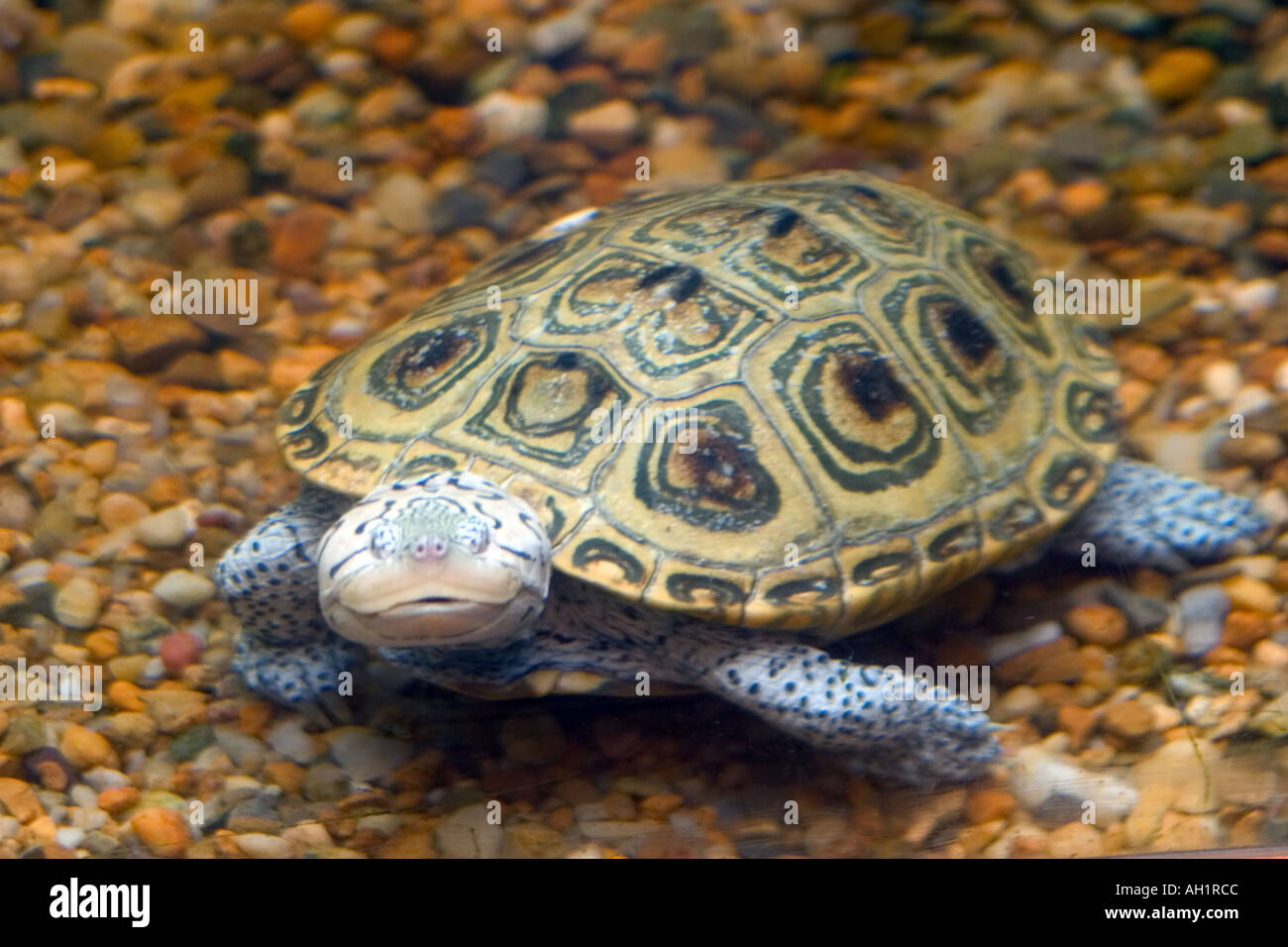 Diamondback Terrapin Malaclemys terrapin aquatic turtle with a funny ...