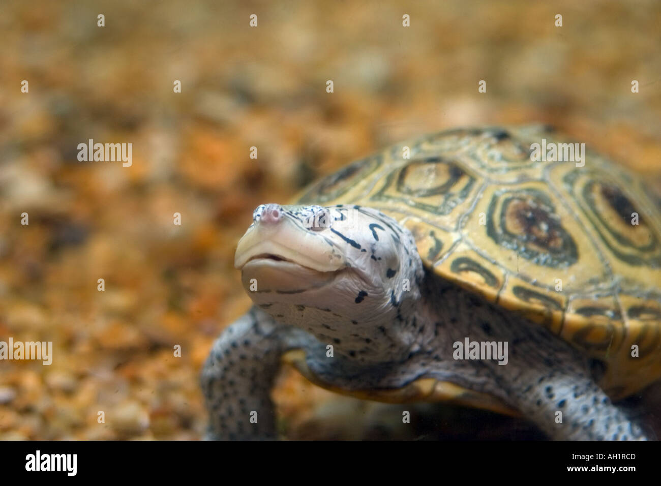 Diamondback Terripan Malaclemys terrapin aquatic turtle with a funny ...
