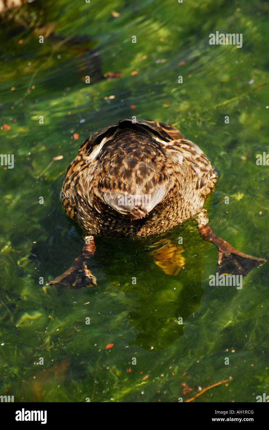 Fliping the bird hi-res stock photography and images - Alamy