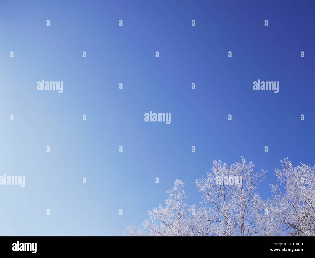 Trees covered in frost, Hokkaido, Japan Stock Photo - Alamy
