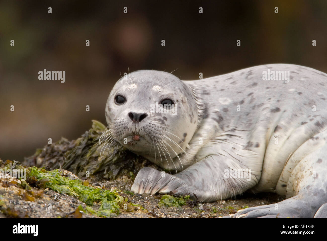 Harbor Seal Pup Stock Photo - Alamy