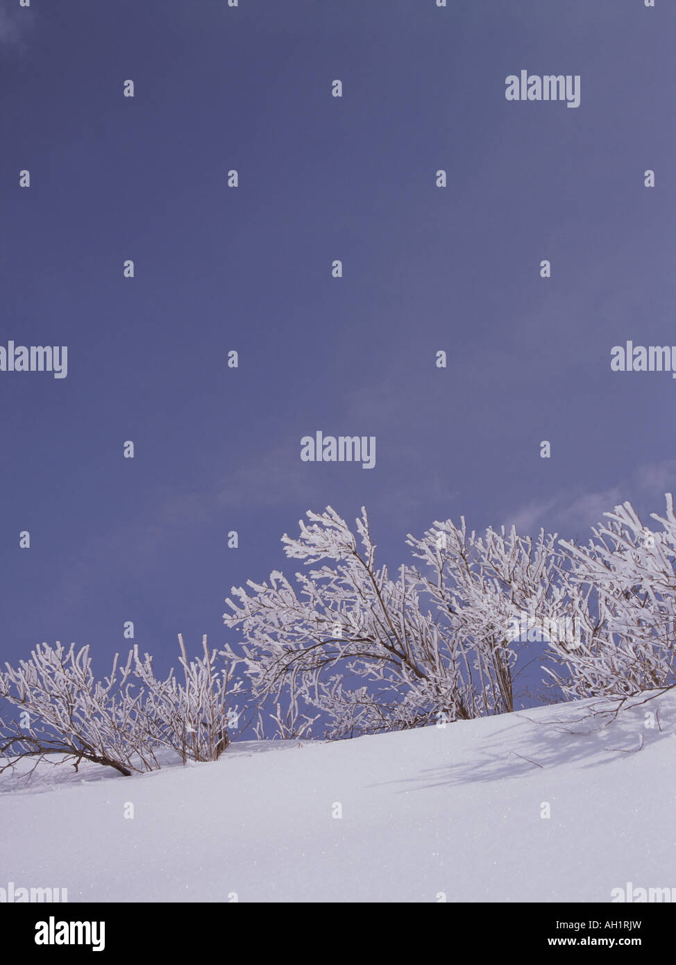 Trees covered in frost, Nagano Prefecture, Japan Stock Photo - Alamy