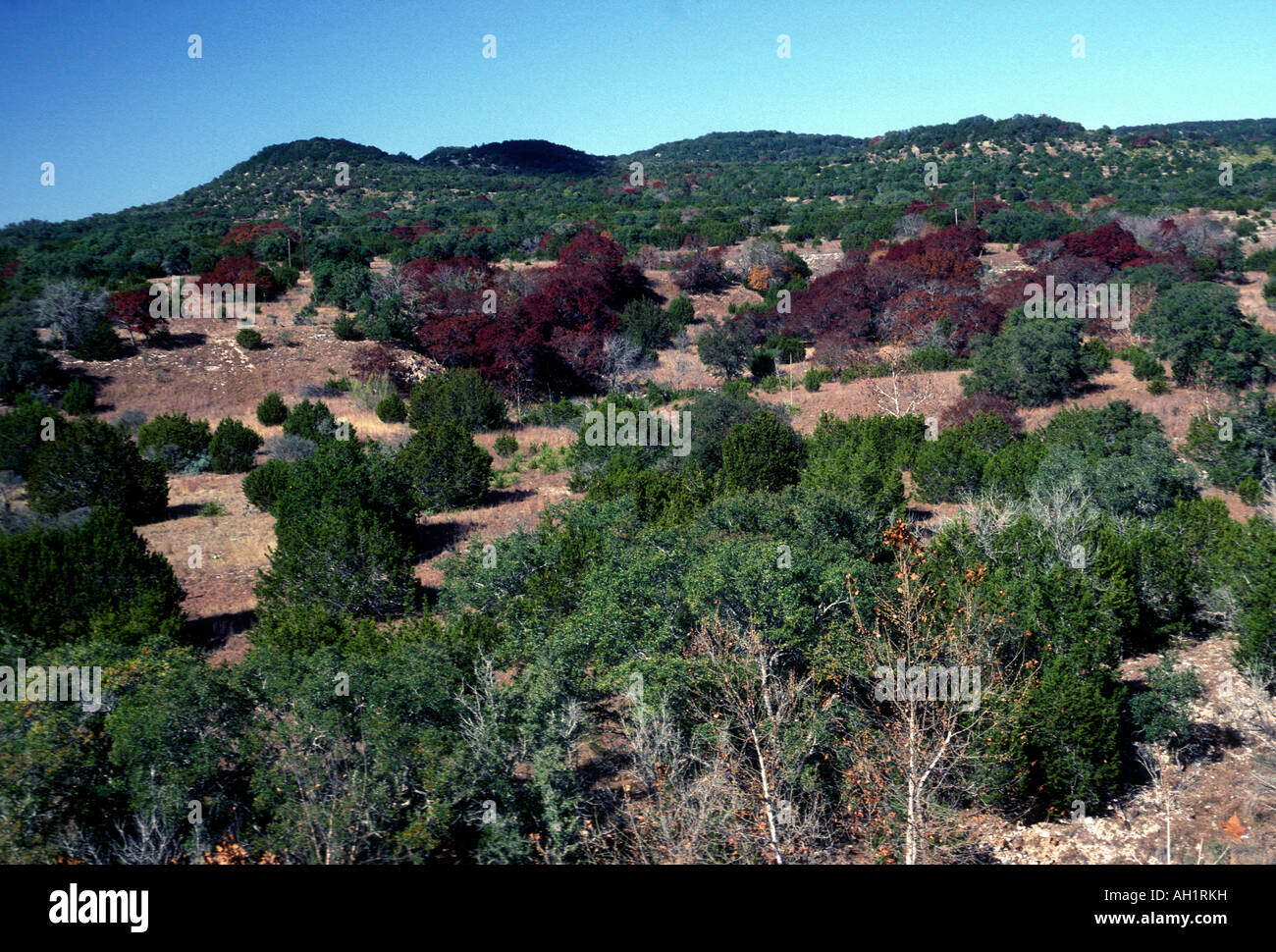 shrub, shrubs, scrub brush, landscape, town of Bandera, Bandera, Hill ...
