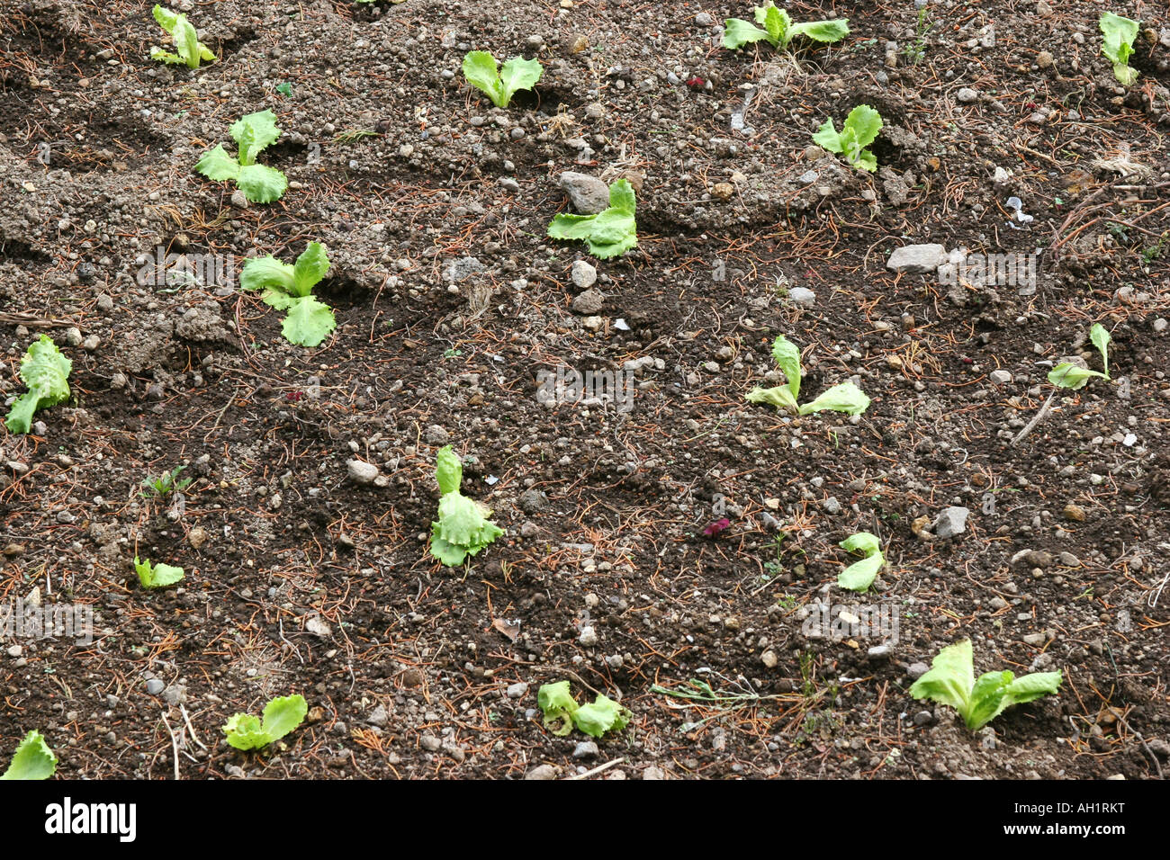 Seedlings of lettuce vegetable just sprouting out of the ground Stock ...