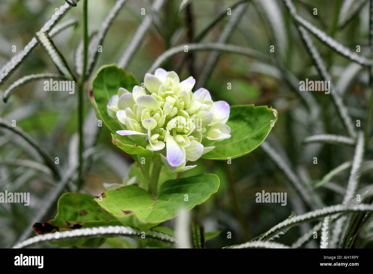 White hortensia flowers seen at Boquete Chiriqui Panama Stock Photo - Alamy