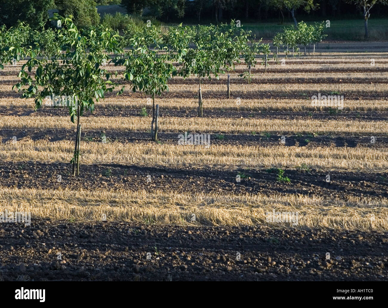Walnut grove of young saplings with corn stubble between in late ...