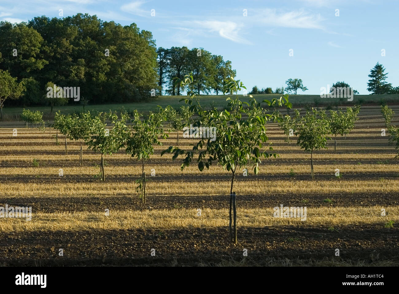 The walnut groves hi-res stock photography and images - Alamy