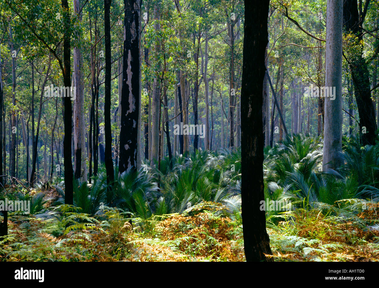 Queensland Australia Forest Nr Pebbly Beach Regenerating After Fire ...