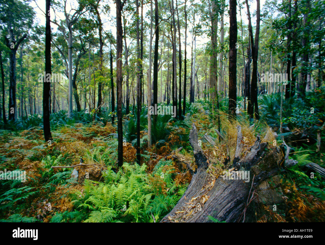 Queensland Australia Forest Near Pebbly Beach Regenerating After Fire ...