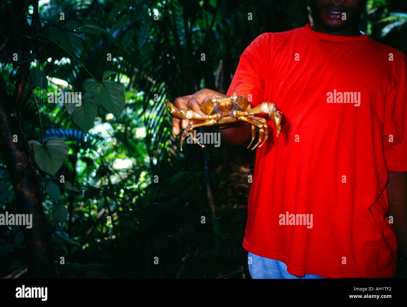 Rainforest crab hi-res stock photography and images - Alamy