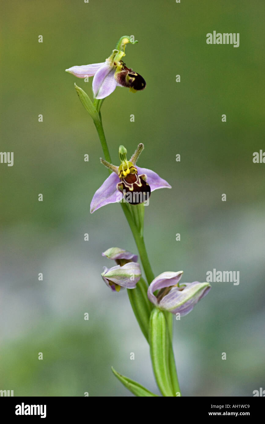 Four orchid flowers hi-res stock photography and images - Alamy