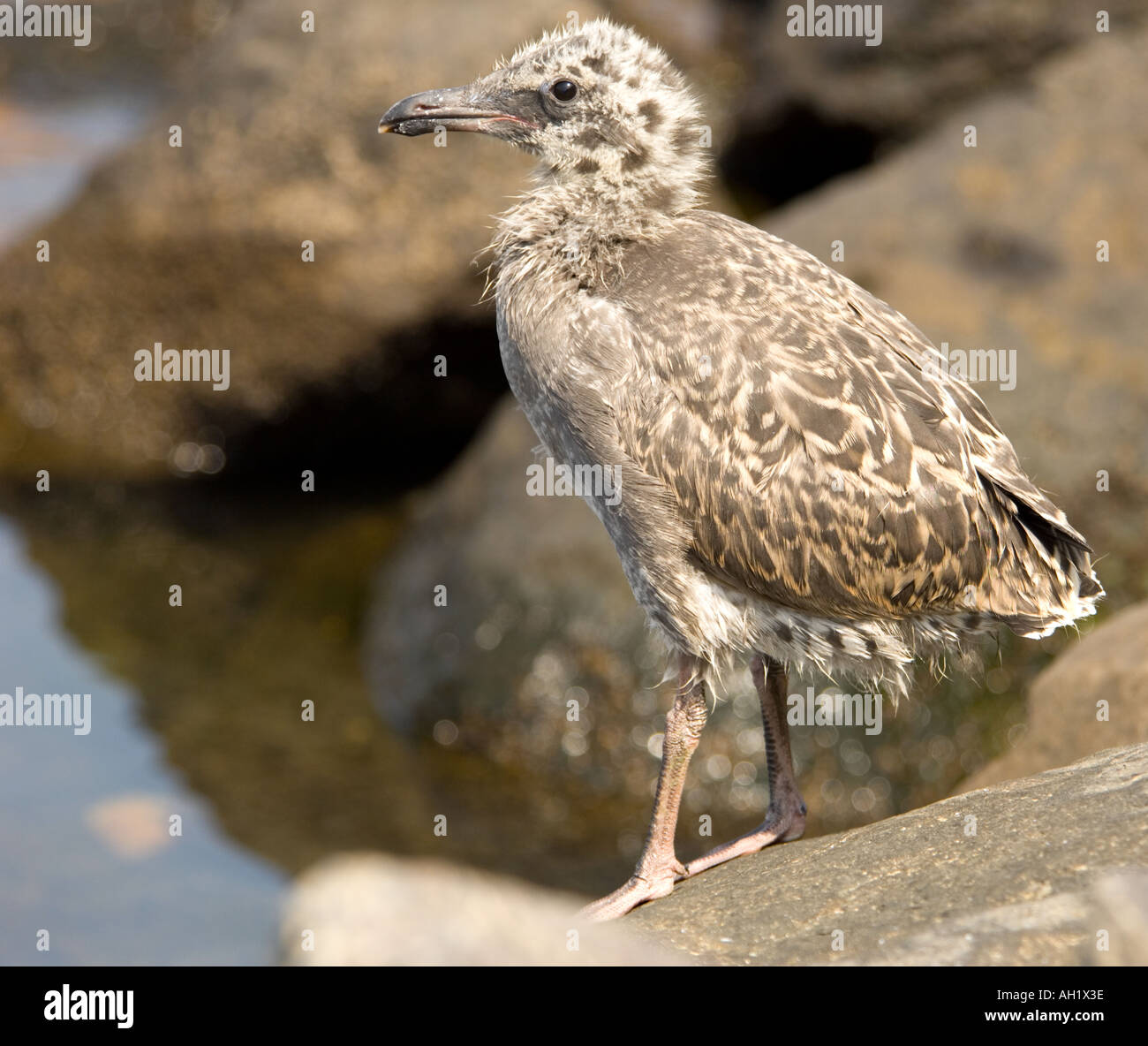 Baby Western Gull Ensenada Mexico Stock Photo - Alamy