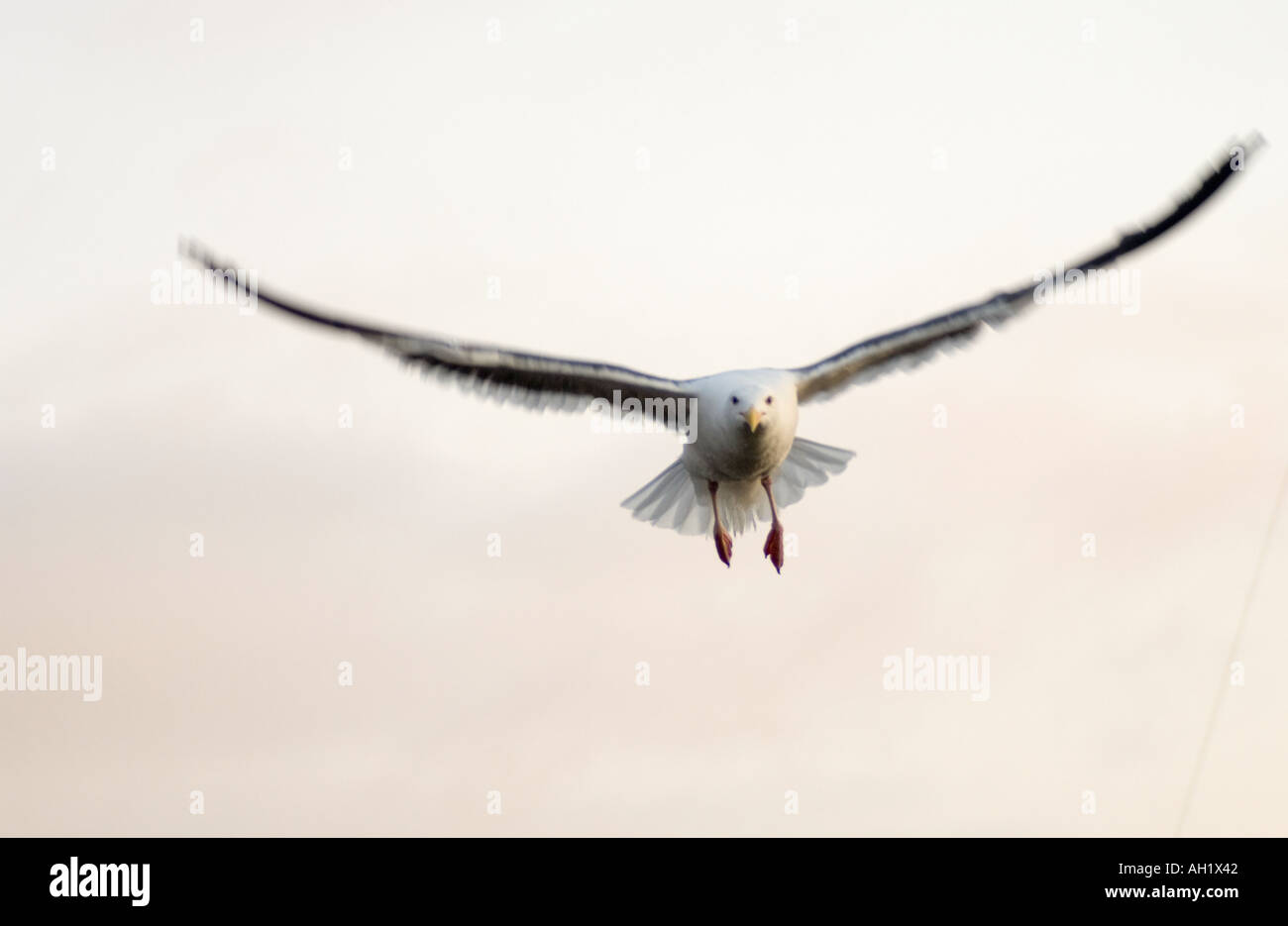 Flying Gull Ensenada Mexico Stock Photo - Alamy