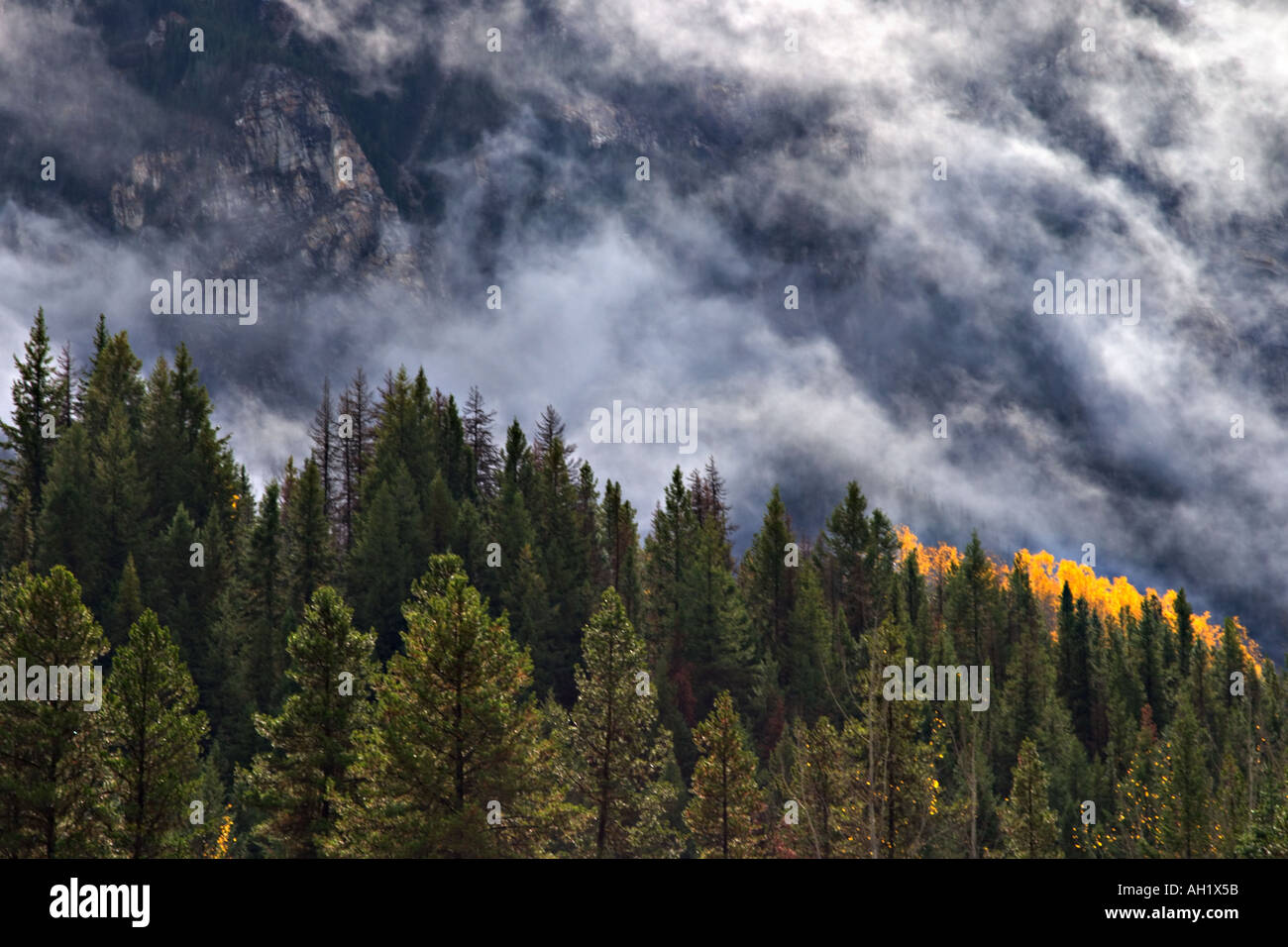 A misty treeline in the Canadian Rockies Stock Photo - Alamy
