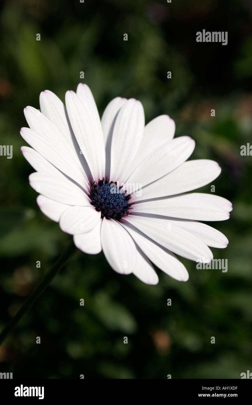 Spanish Flower Daisy Stock Photo - Alamy