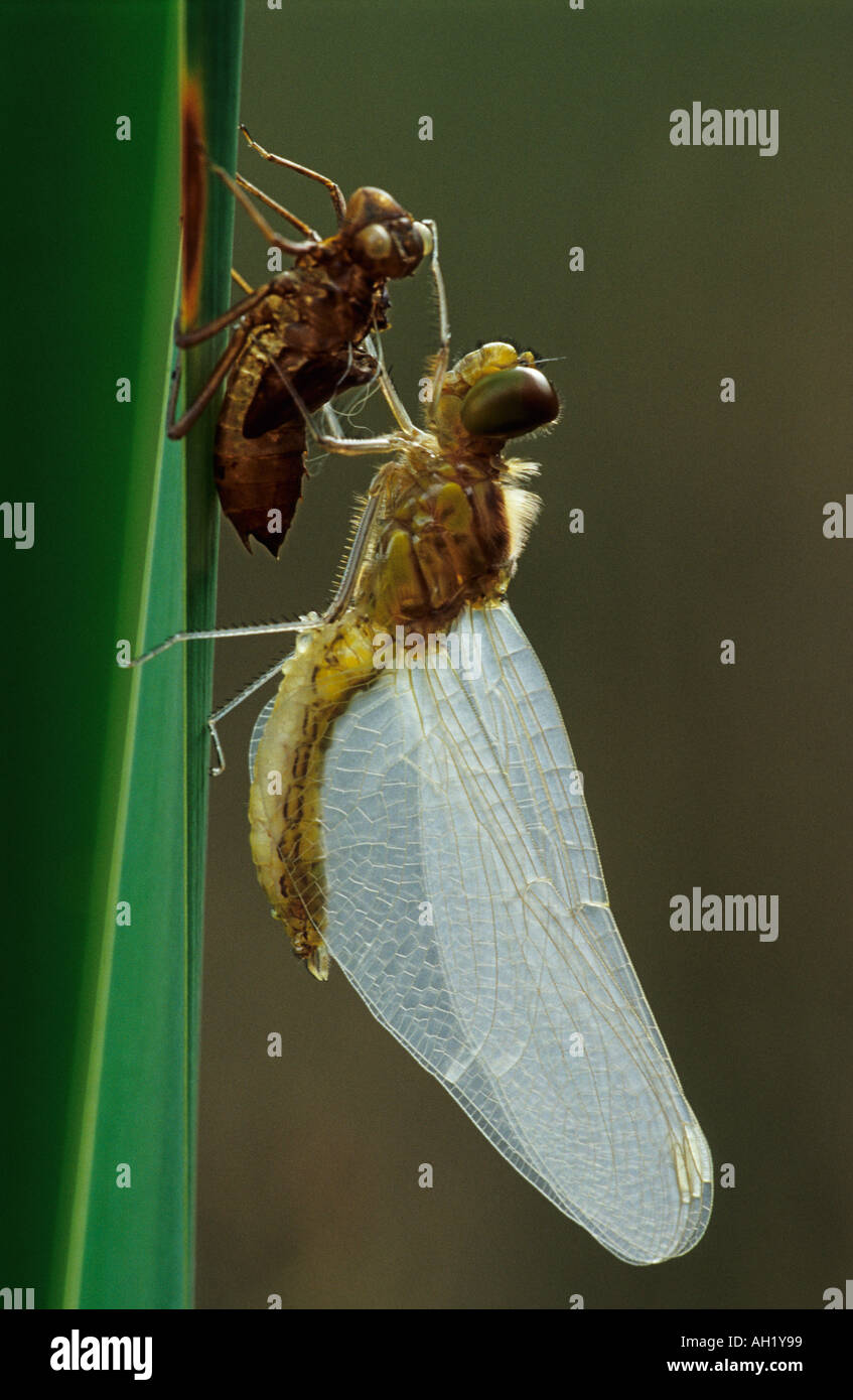 Larva case hi-res stock photography and images - Alamy