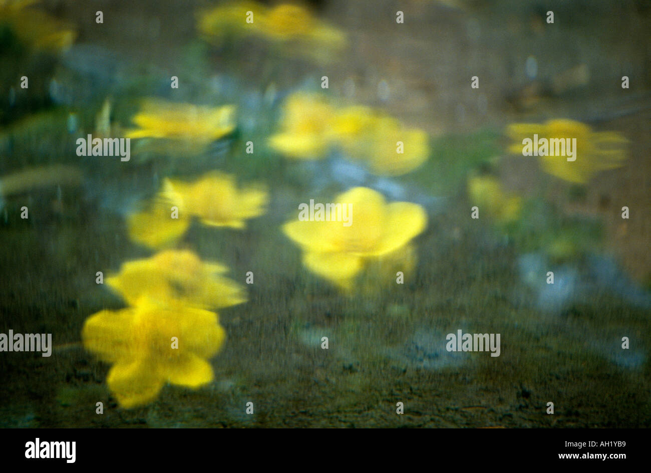 Reflections of Marsh marigold Flowers Severn Thames Canal Stock Photo ...