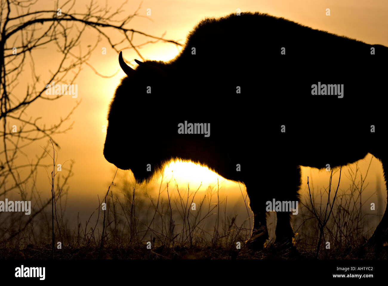Bison stands hi-res stock photography and images - Alamy