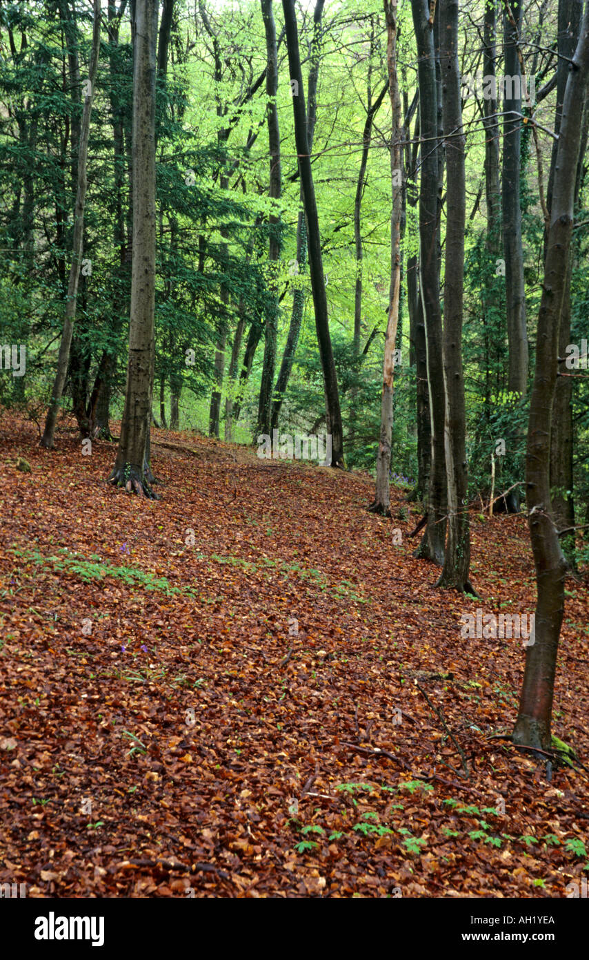 Buckholt wood hi-res stock photography and images - Alamy
