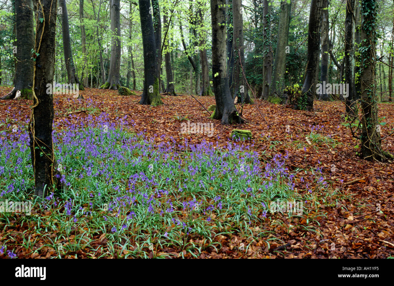 Buckholt High Resolution Stock Photography and Images - Alamy