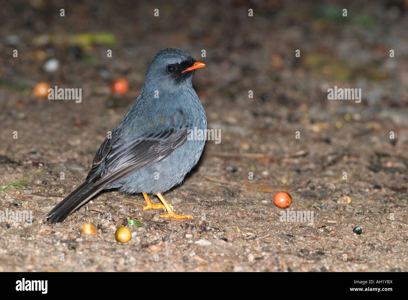 Black faced Solitaire Stock Photo - Alamy