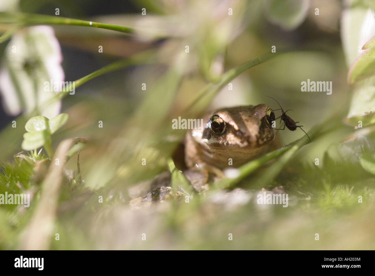 Common Froglet (Rana temporaria) and bug Stock Photo - Alamy