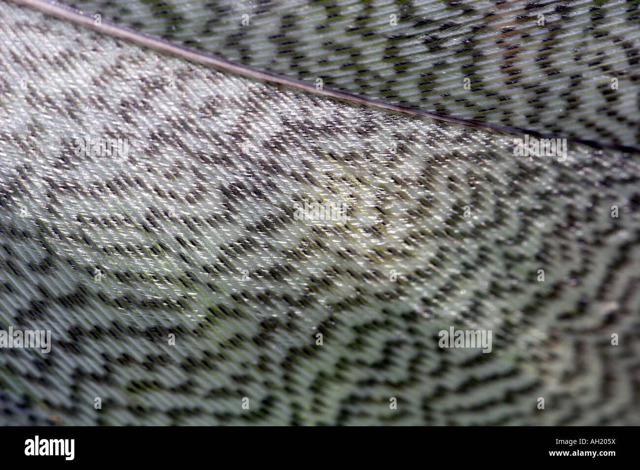 Barbicels hi-res stock photography and images - Alamy