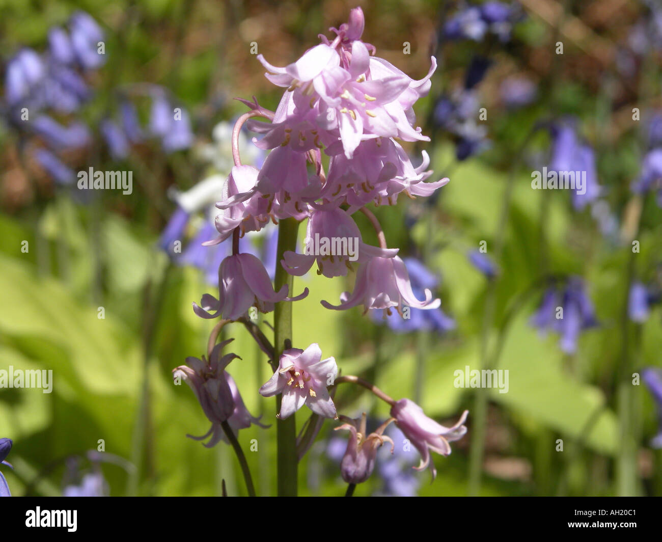 Pinkbell hi-res stock photography and images - Alamy