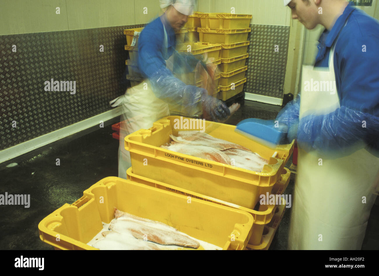 Fish packing plant hi-res stock photography and images - Alamy