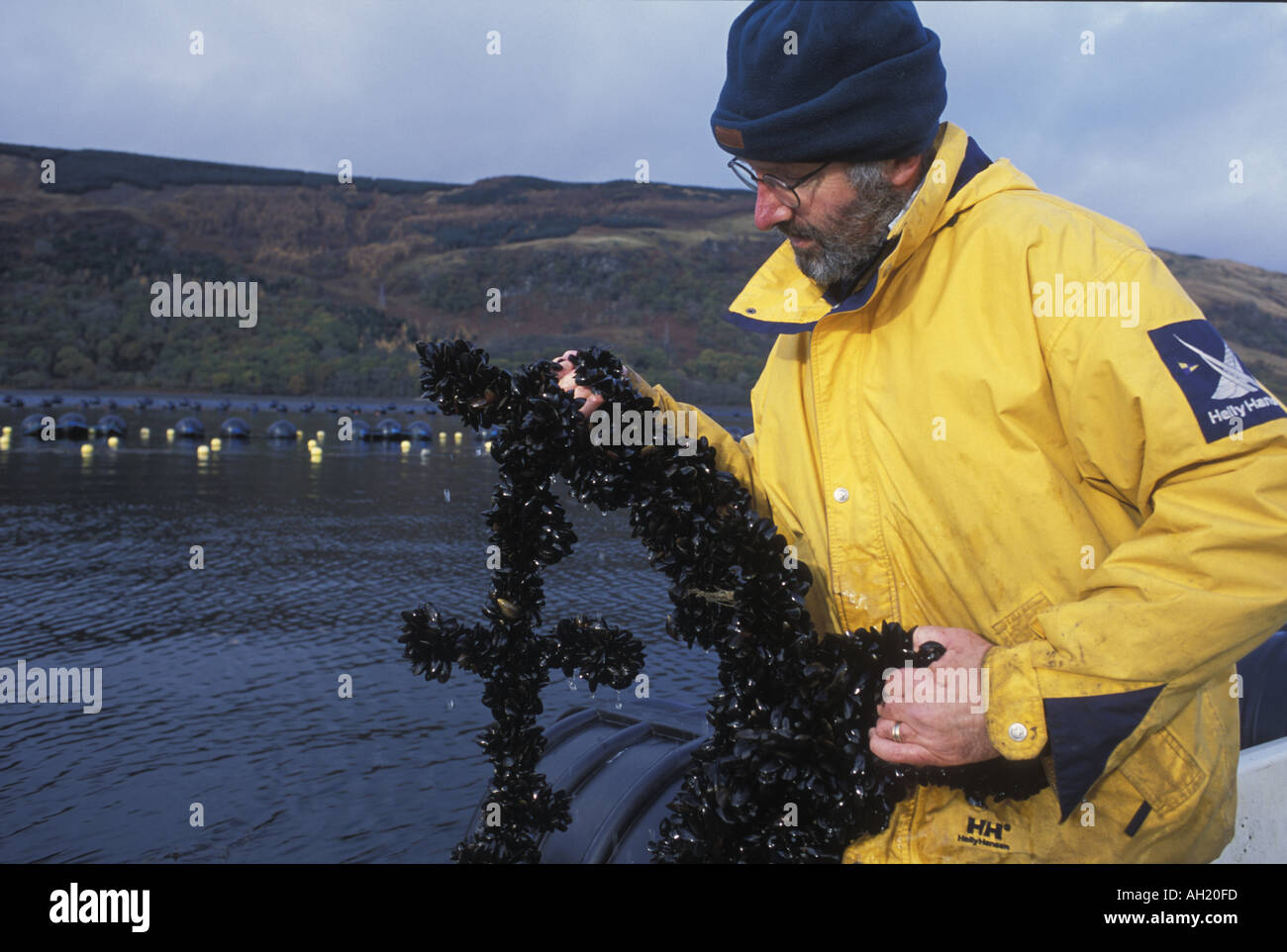 Mussel farm scotland hi-res stock photography and images - Alamy