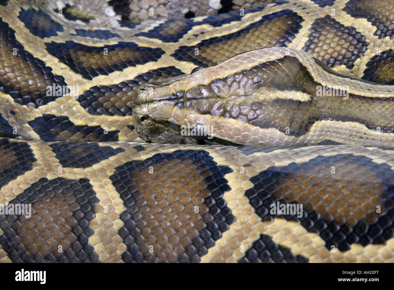 Constrictor boa on an exhibition in a natural park at Panama Central ...