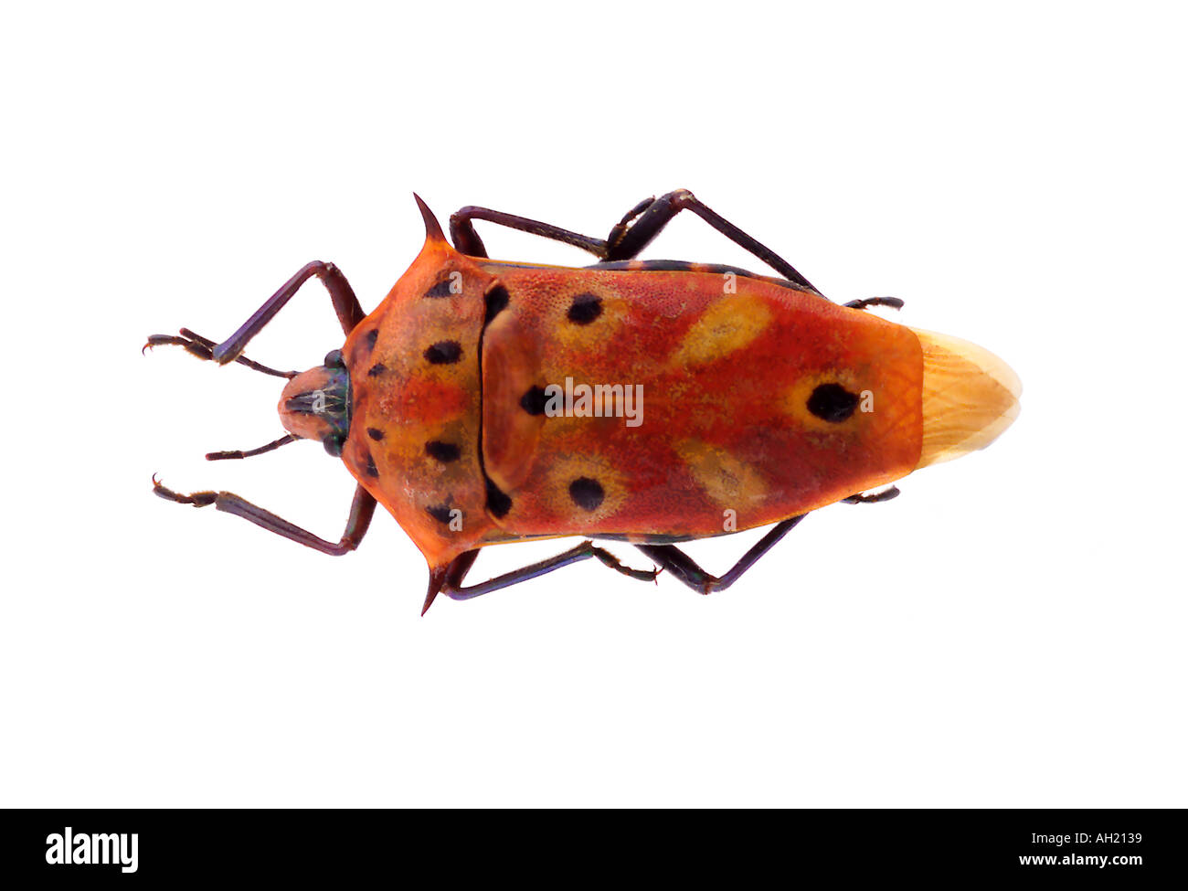 Orange thorax Cut Out Stock Images & Pictures - Alamy
