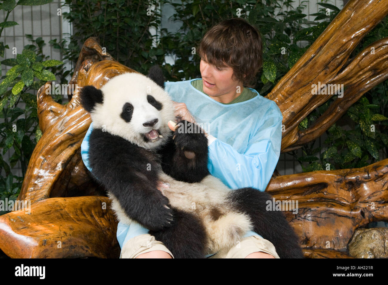 Young man holding eight month old baby Giant Panda at Chengdu Panda ...