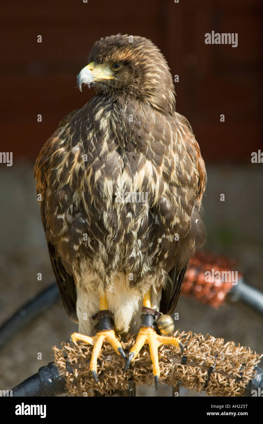 Juvenile Harris Hawk Parabuteo unicinctus Stock Photo - Alamy
