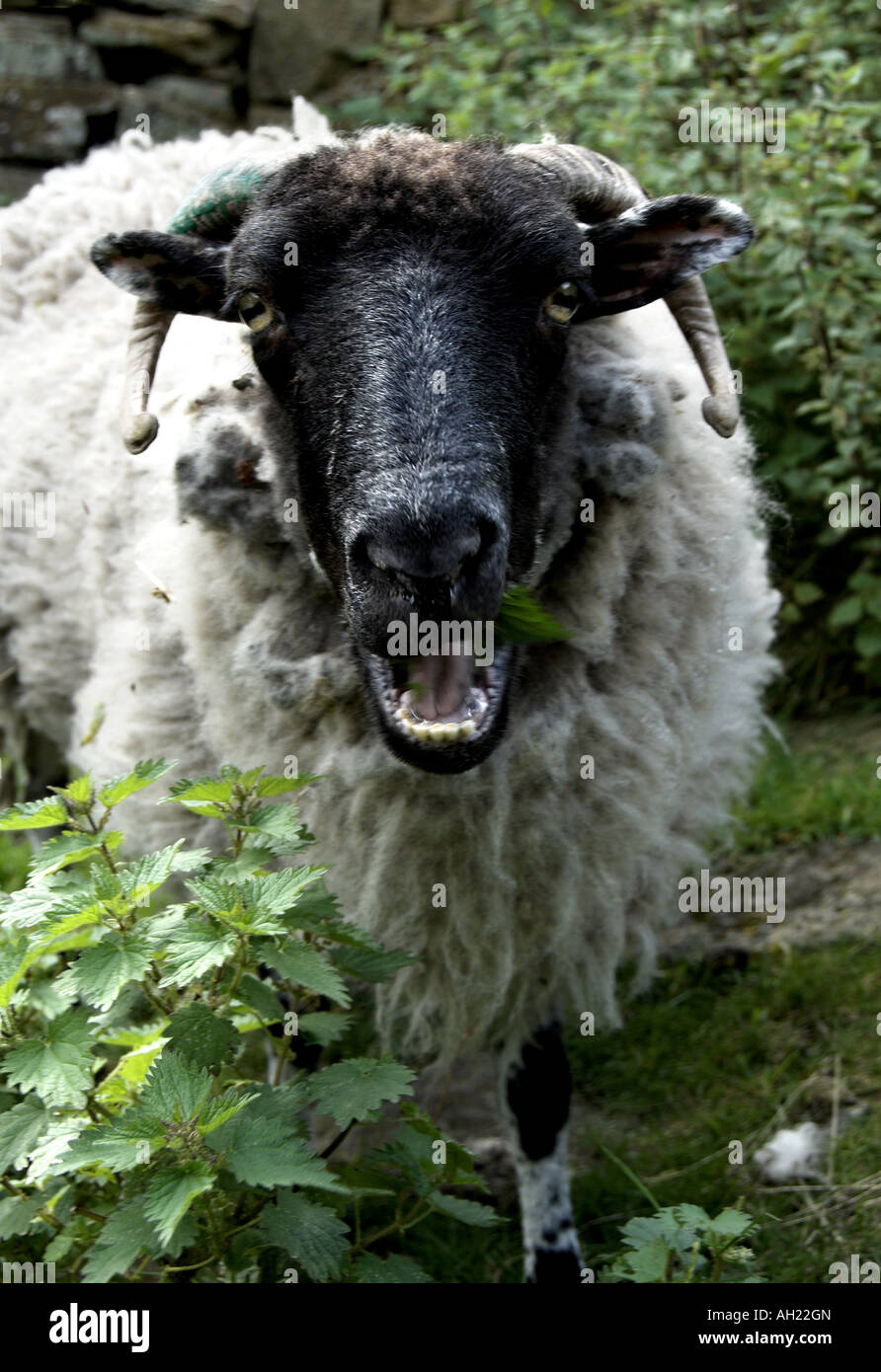 Yorkshire sheep teeth hi-res stock photography and images - Alamy