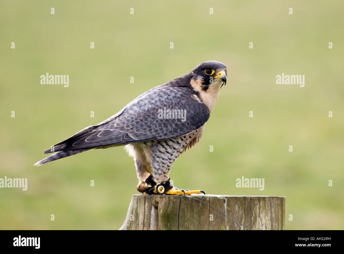 Biarmicus hi-res stock photography and images - Alamy