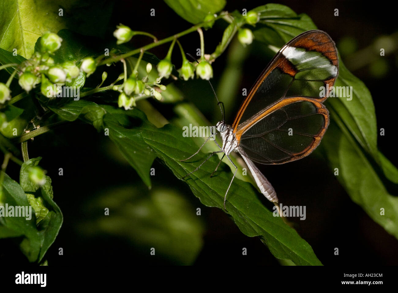 Glass Wing Butterfly Stock Photo - Alamy