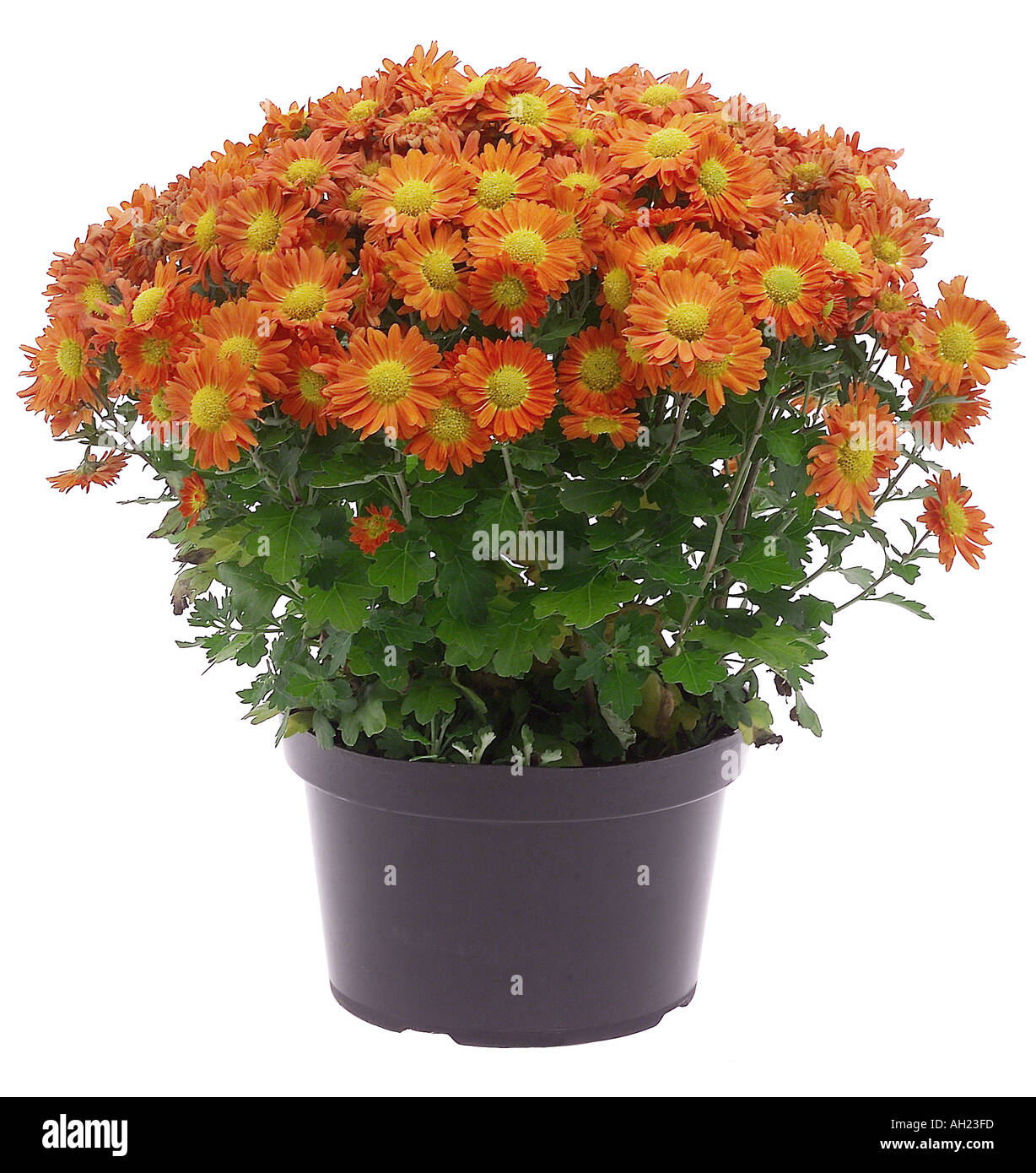 Pot of Chrysanthemums silhouetted on white background Stock Photo - Alamy