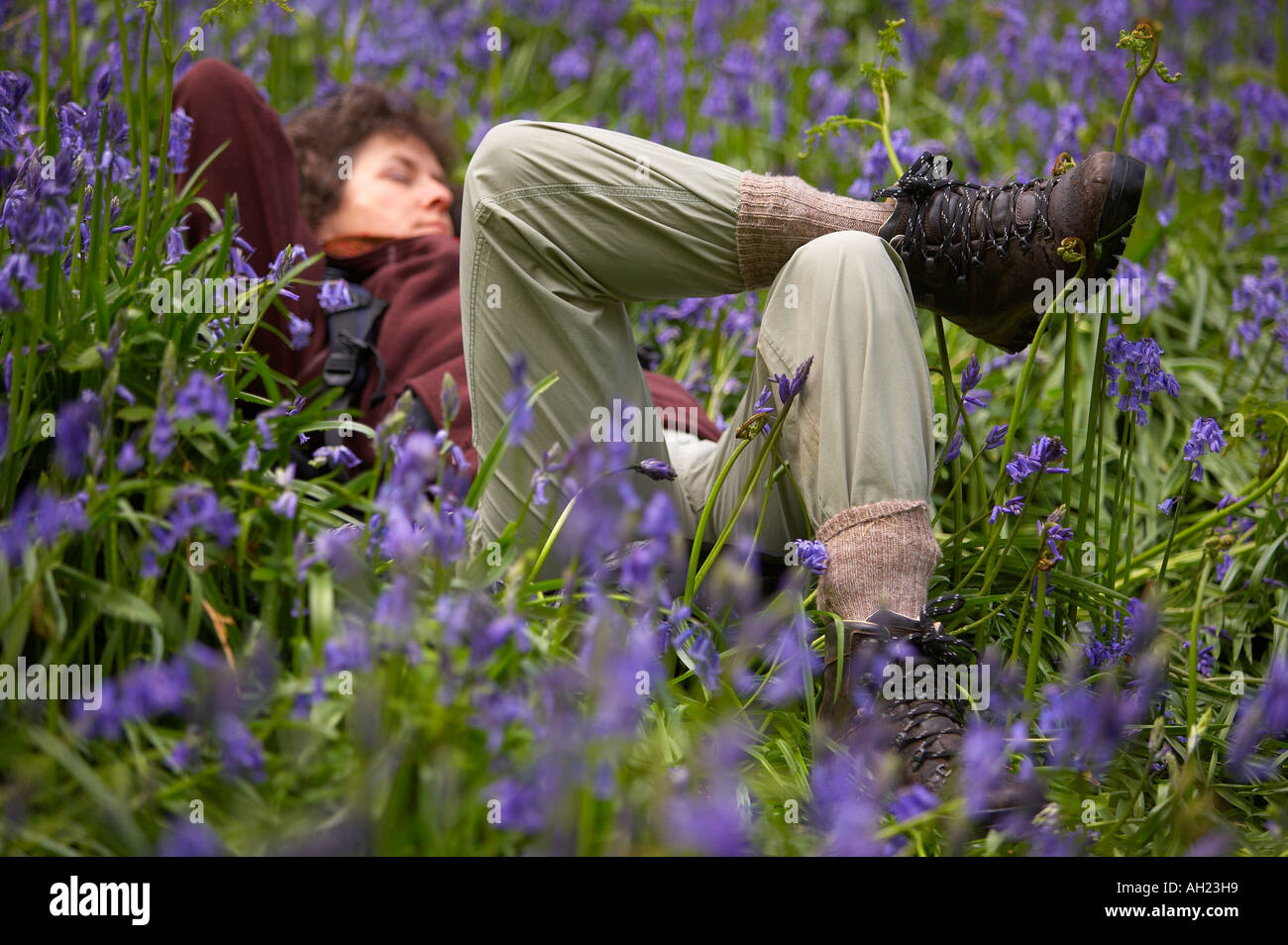 a woman relaxing amongst bluebells Batcombe Dorset England UK MR Stock ...