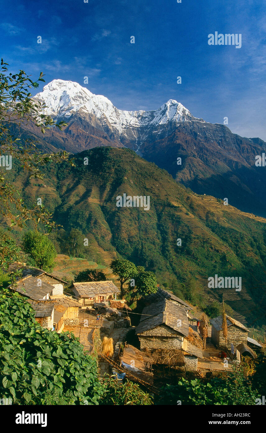 Nepalese farm nr Ghandruk Annapurna Himalaya Nepal Stock Photo - Alamy