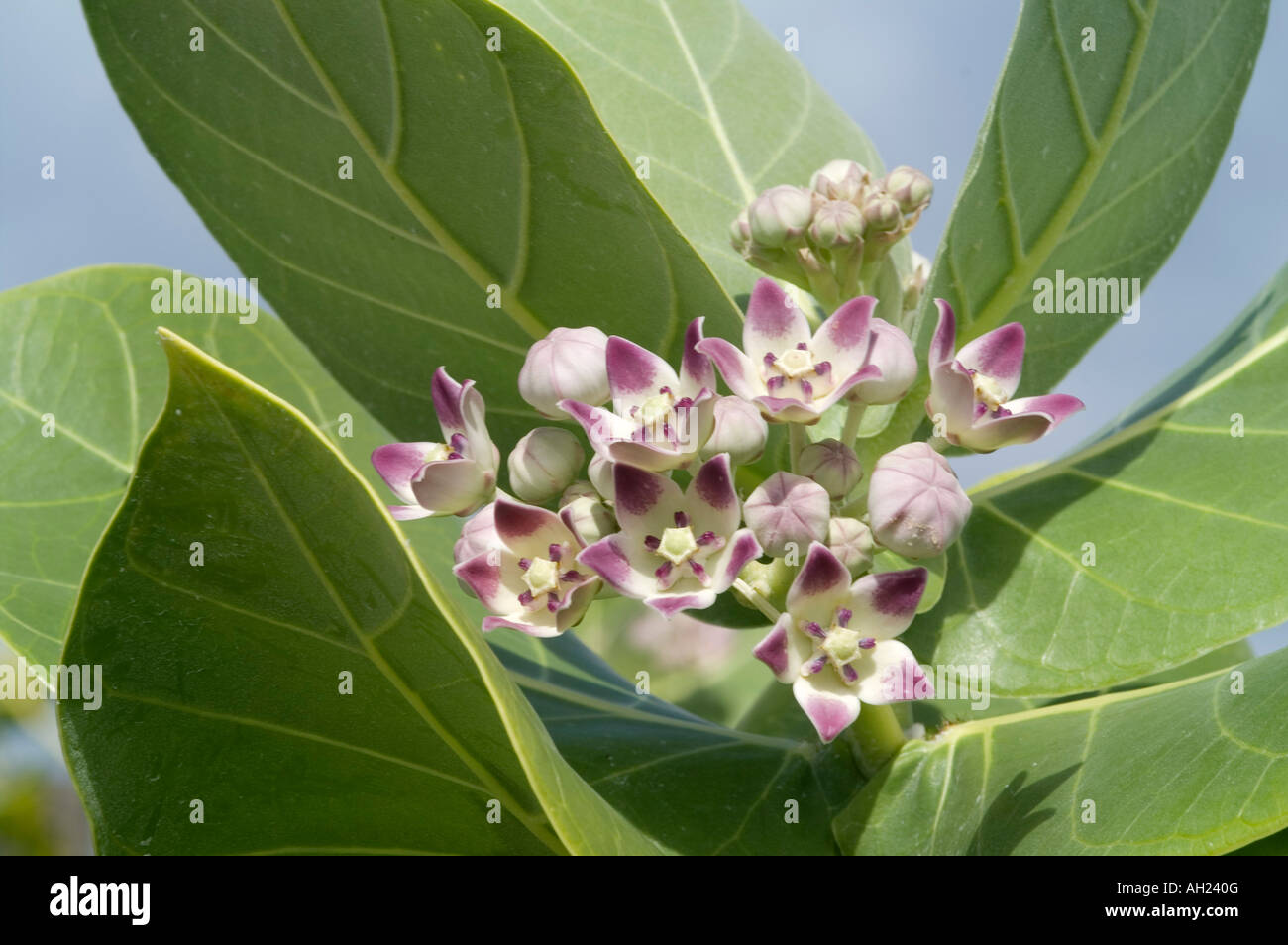 Sea Grape in Flower (Cocoloba Uvifera), Ragged Point, St Philip Parish ...