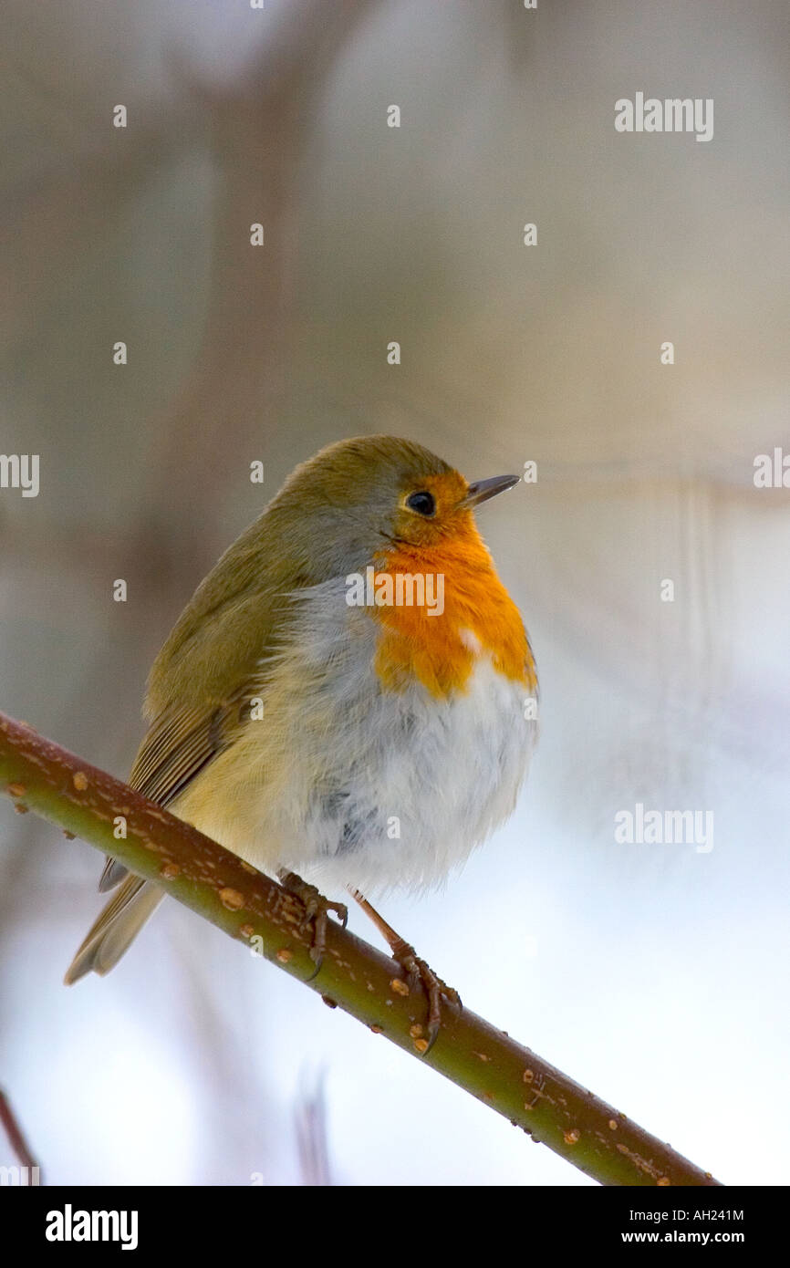 Little robin hi-res stock photography and images - Alamy