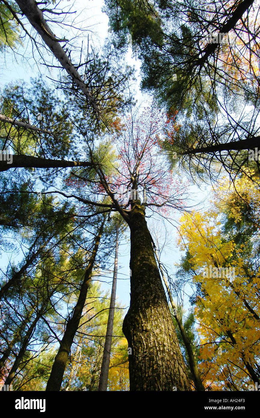 fall color change michigan Stock Photo - Alamy