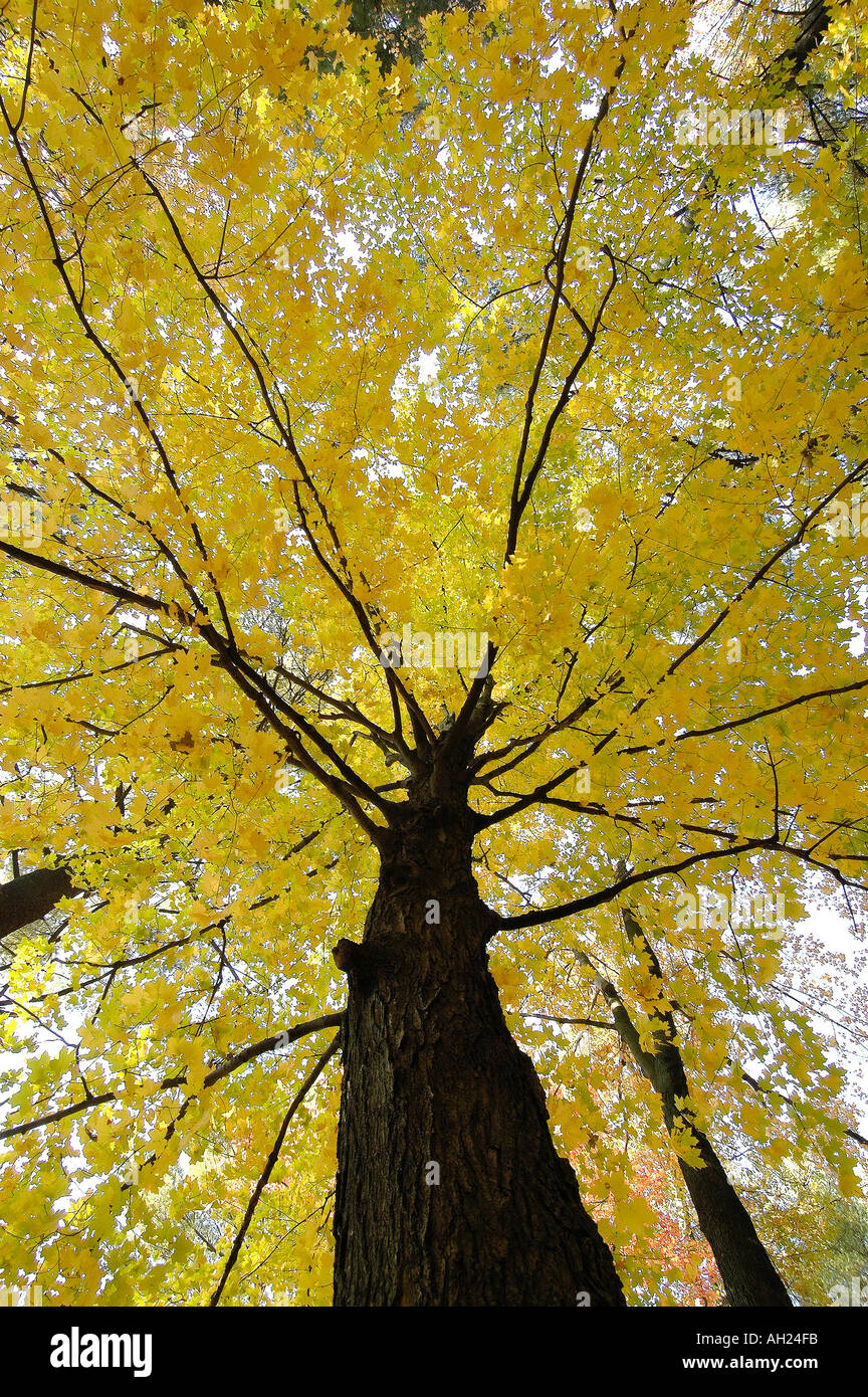Maple Tree Michigan Stock Photo - Alamy